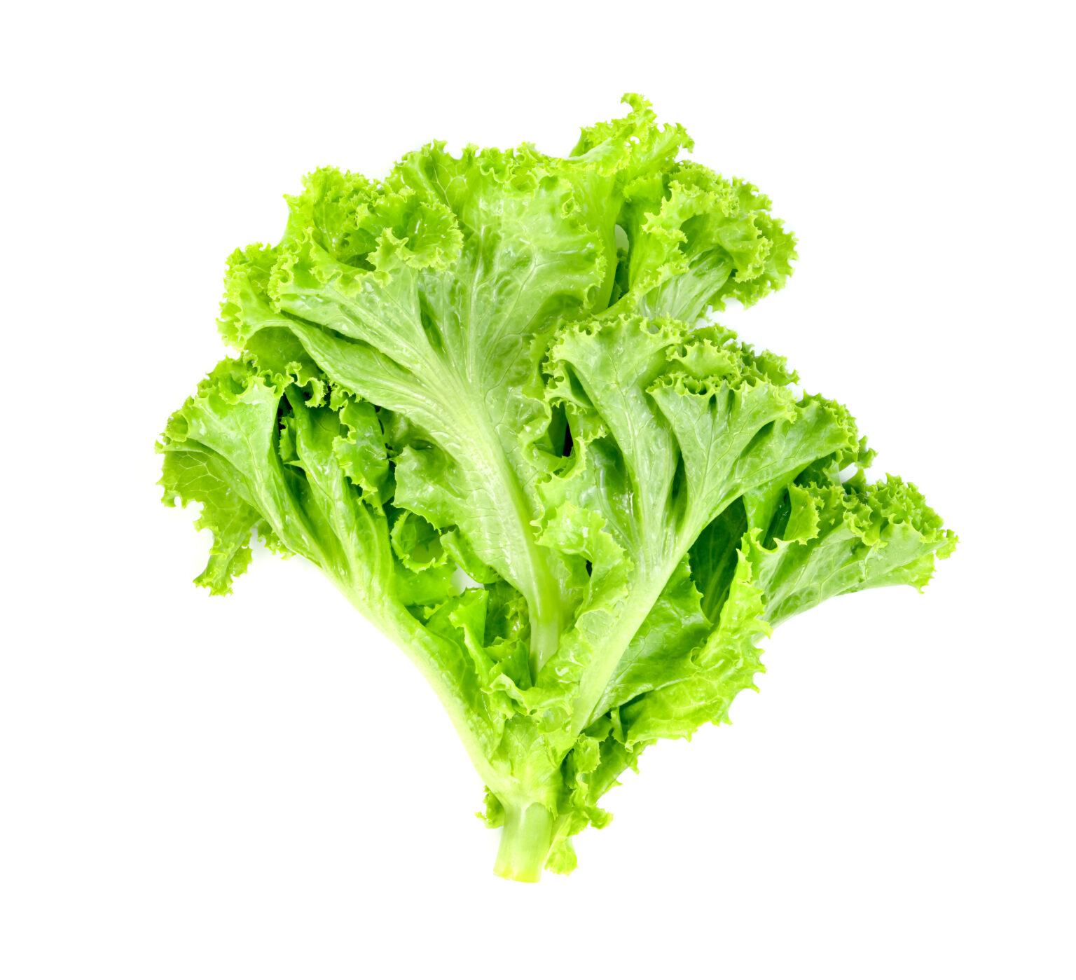 Leafy Lettuce - Tomato Town